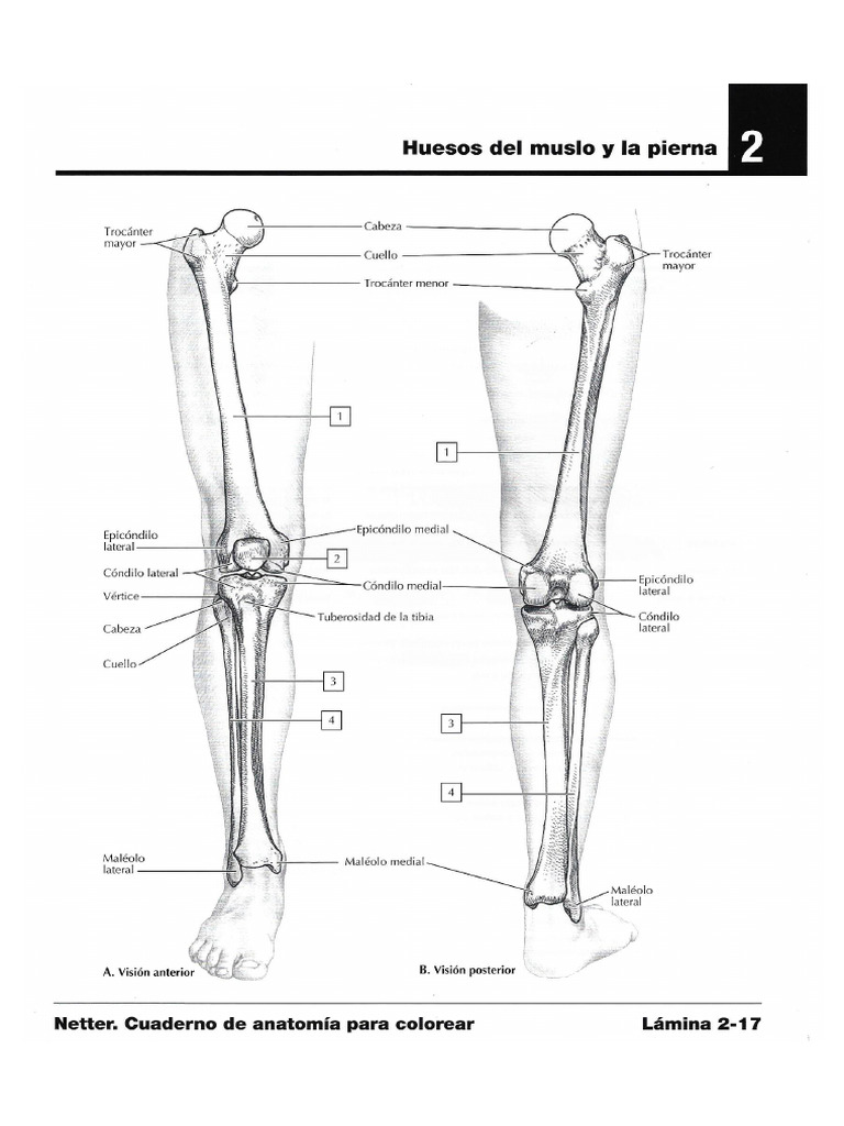 Anatomia de La Pierna | PDF