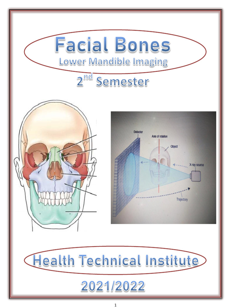 Facial Bones Cone Beam | PDF