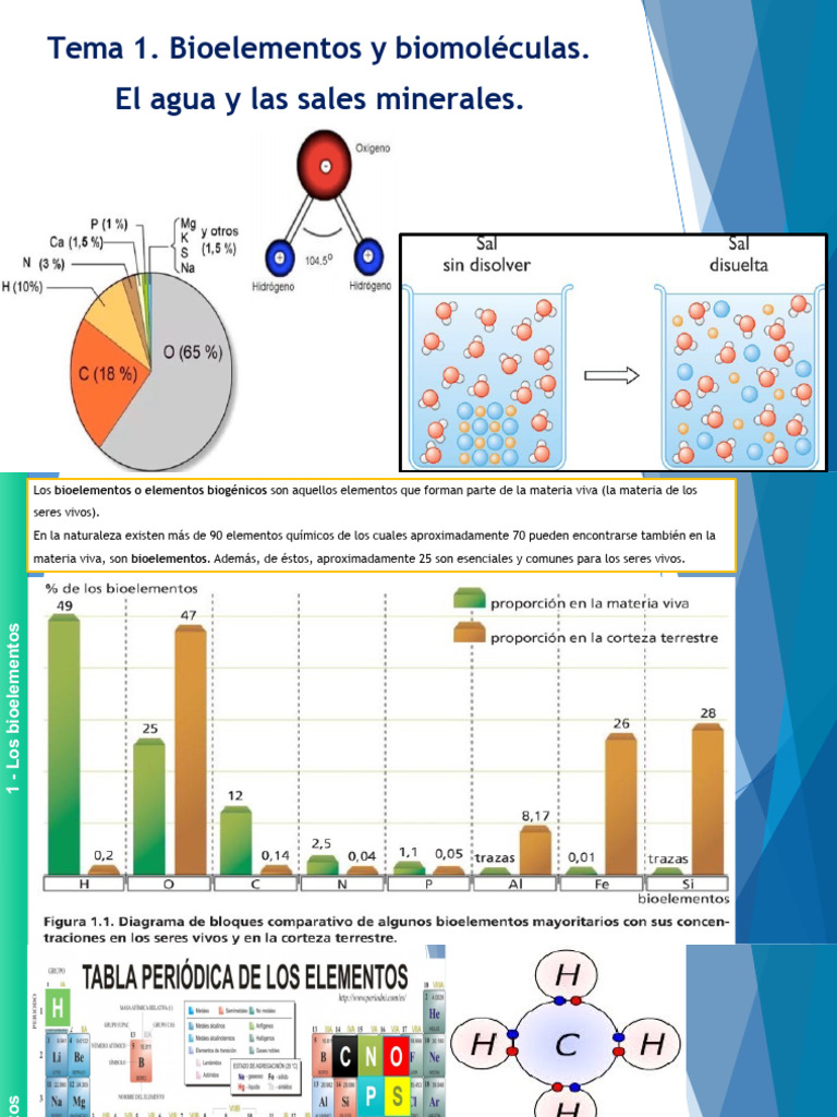 Tema 1. Bioelementos y Biomoléculas. El Agua y Las Sales Minerales | PDF