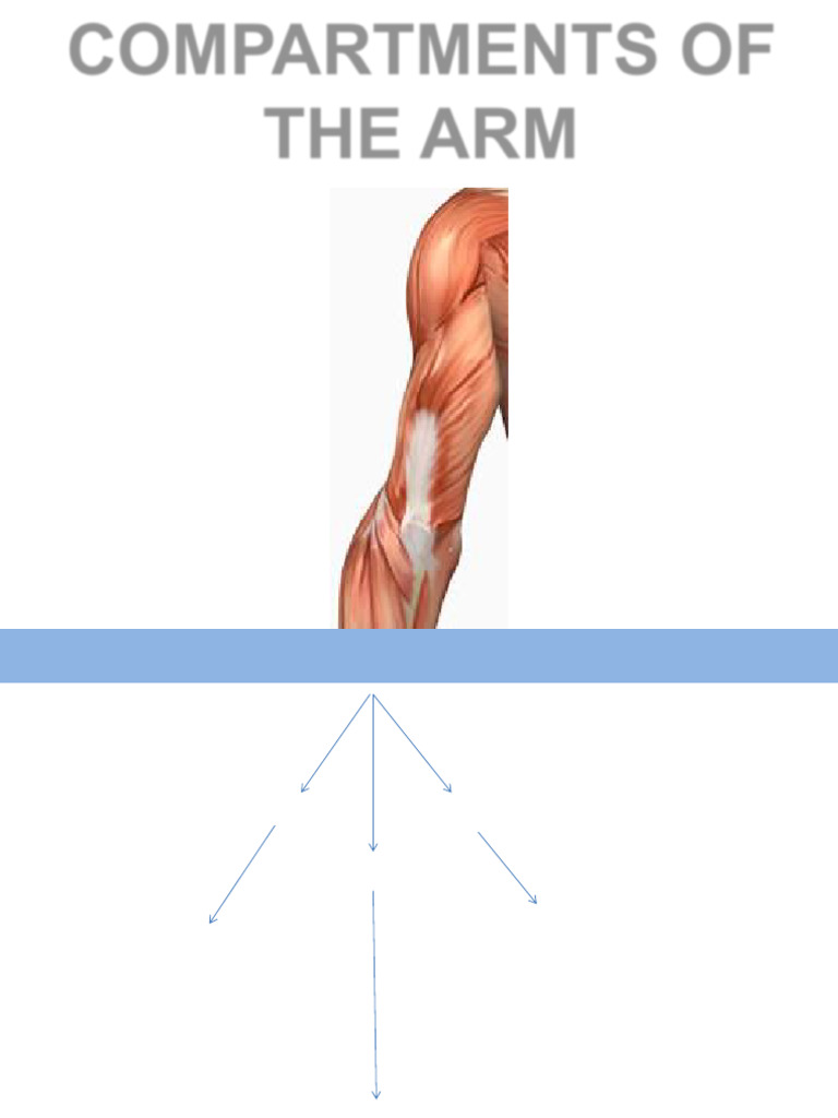 Compartment of The Arm | PDF