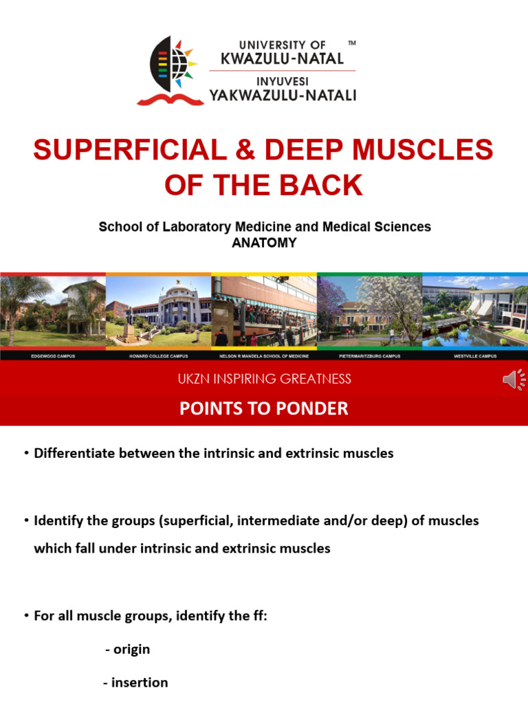 Back I - Superficial and Deep Muscles of The Back | PDF