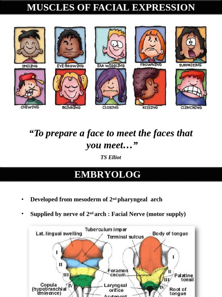 Muscles of Facial Expression | PDF