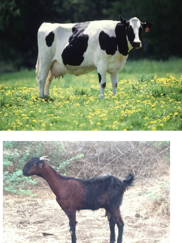 Domestic Animals | PDF