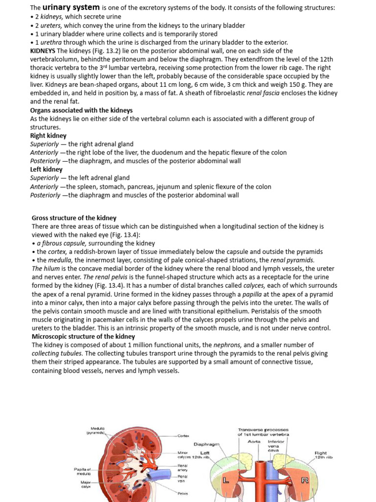 3.Urinary System | PDF