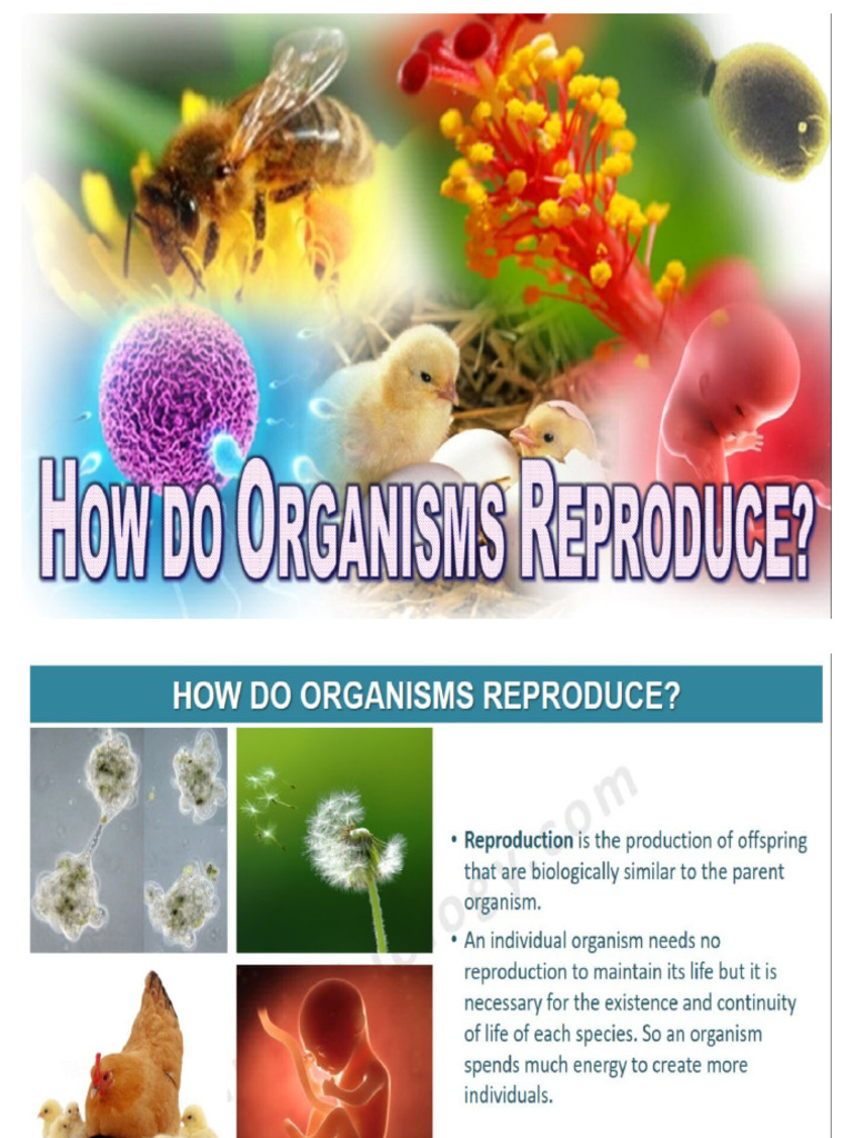 Chapter 7 - How Do Organisms Reproduce | PDF