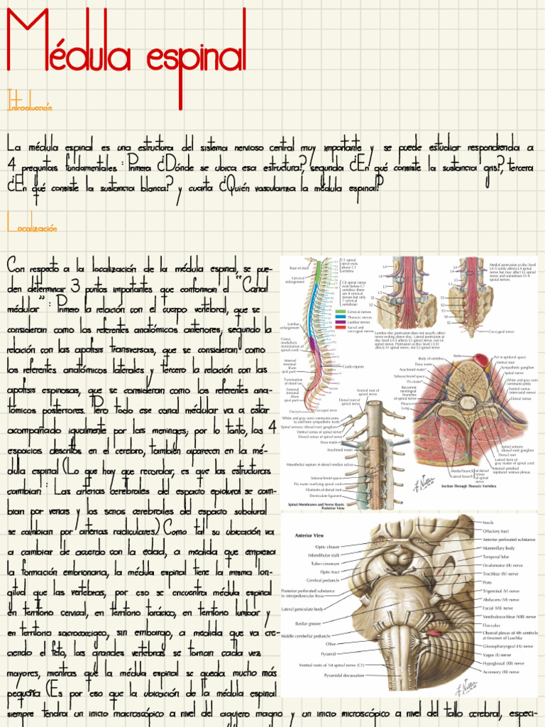 Médula Espinal | PDF