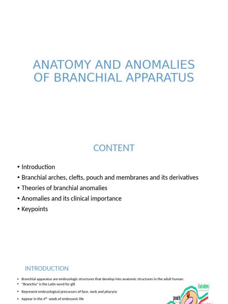 Branchial Apparatus ENT | PDF | Human Anatomy | Human Head And Neck