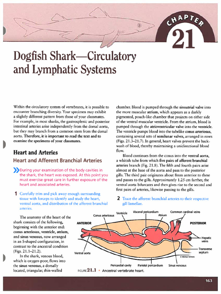 21 Dogfish Shark | PDF
