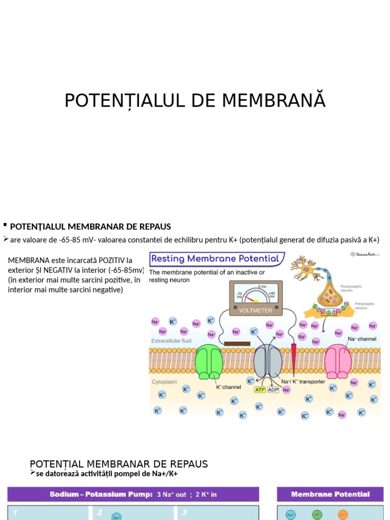 4i_potentialul de Membrana | PDF