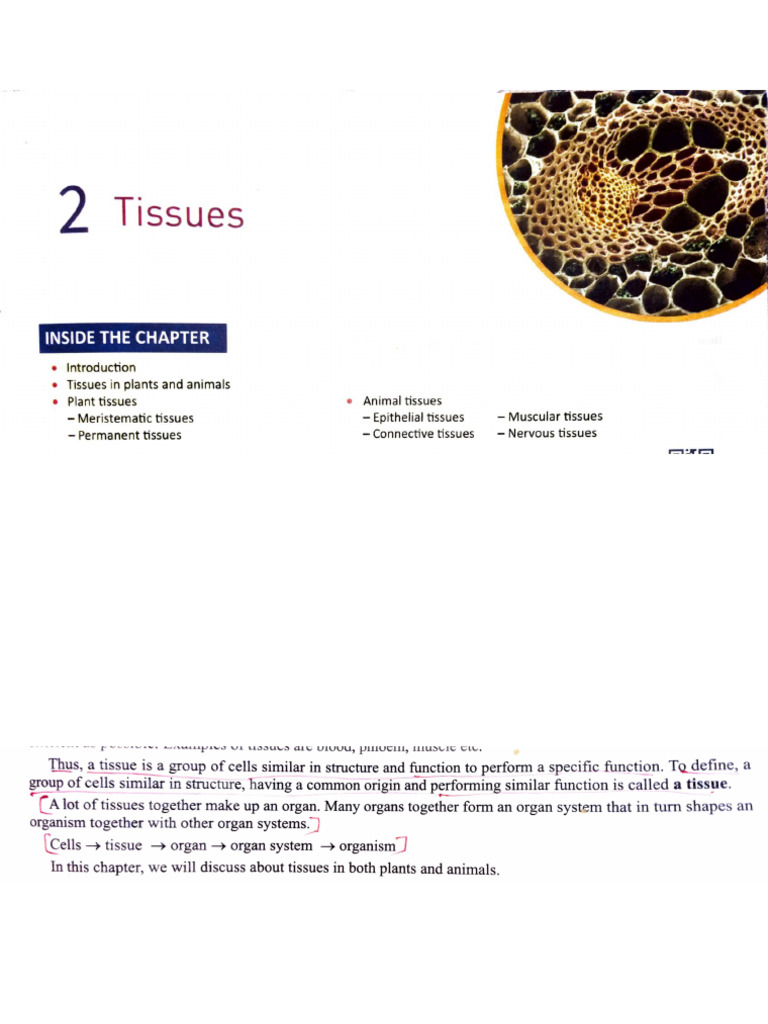 Tissues Notes Class 9th | PDF