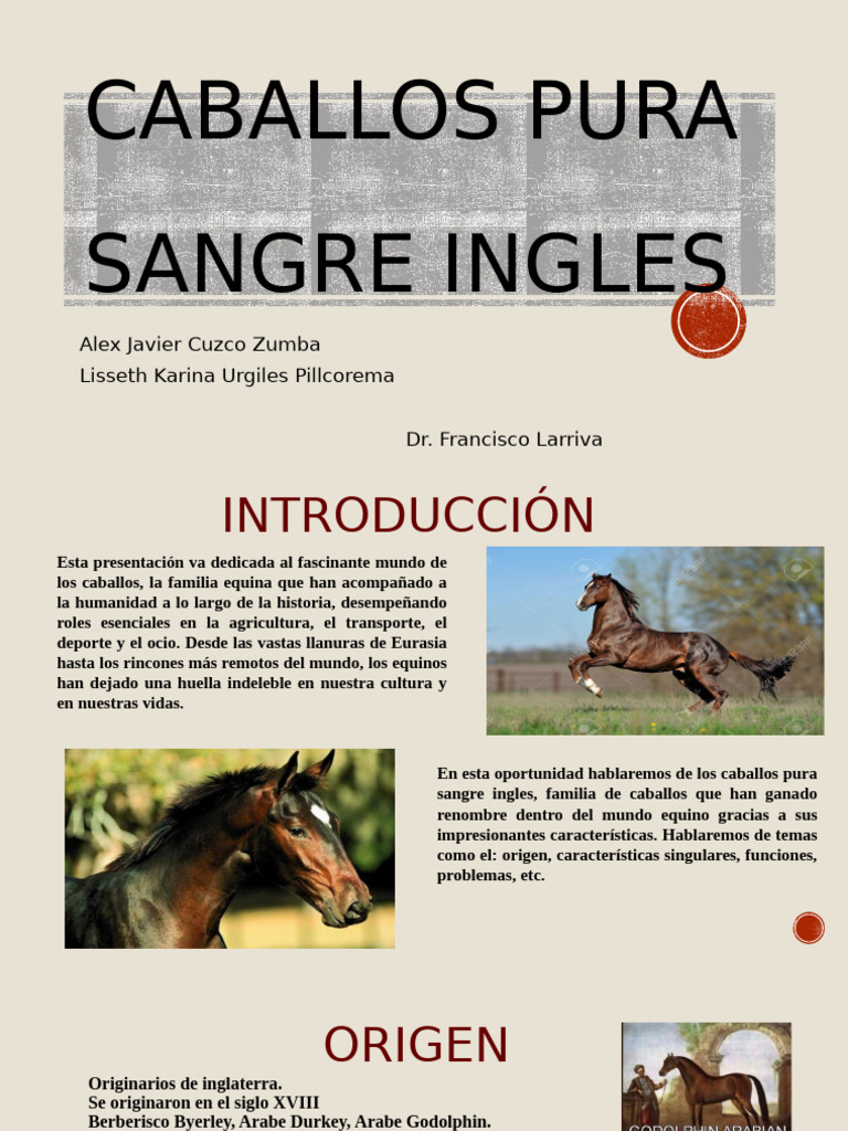 Caballo Pura Sangre Ingles | PDF