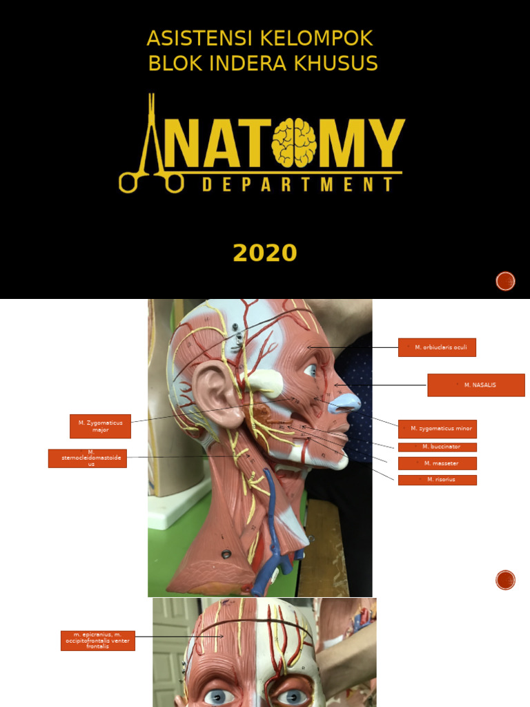 Fakhri Anatomi | PDF