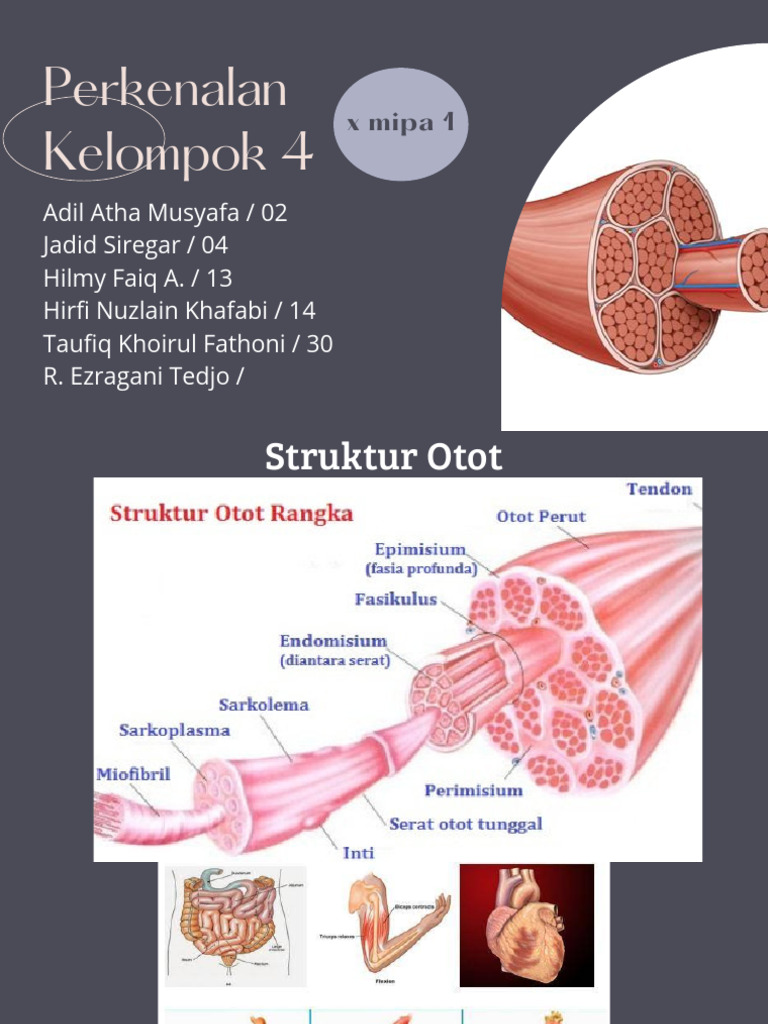 XI MIPA 1 - ??struktur Otot?????? | PDF
