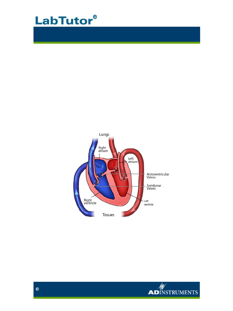 ECG Heart Sounds Laboratory Handout | PDF