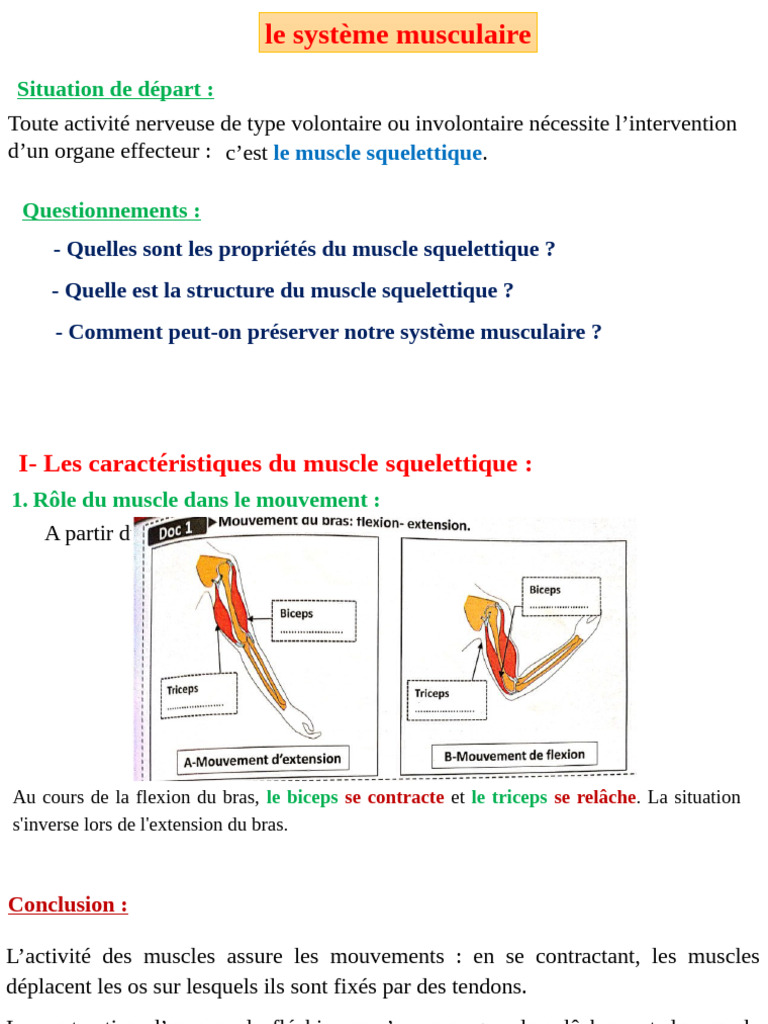 Système Musculaire | PDF