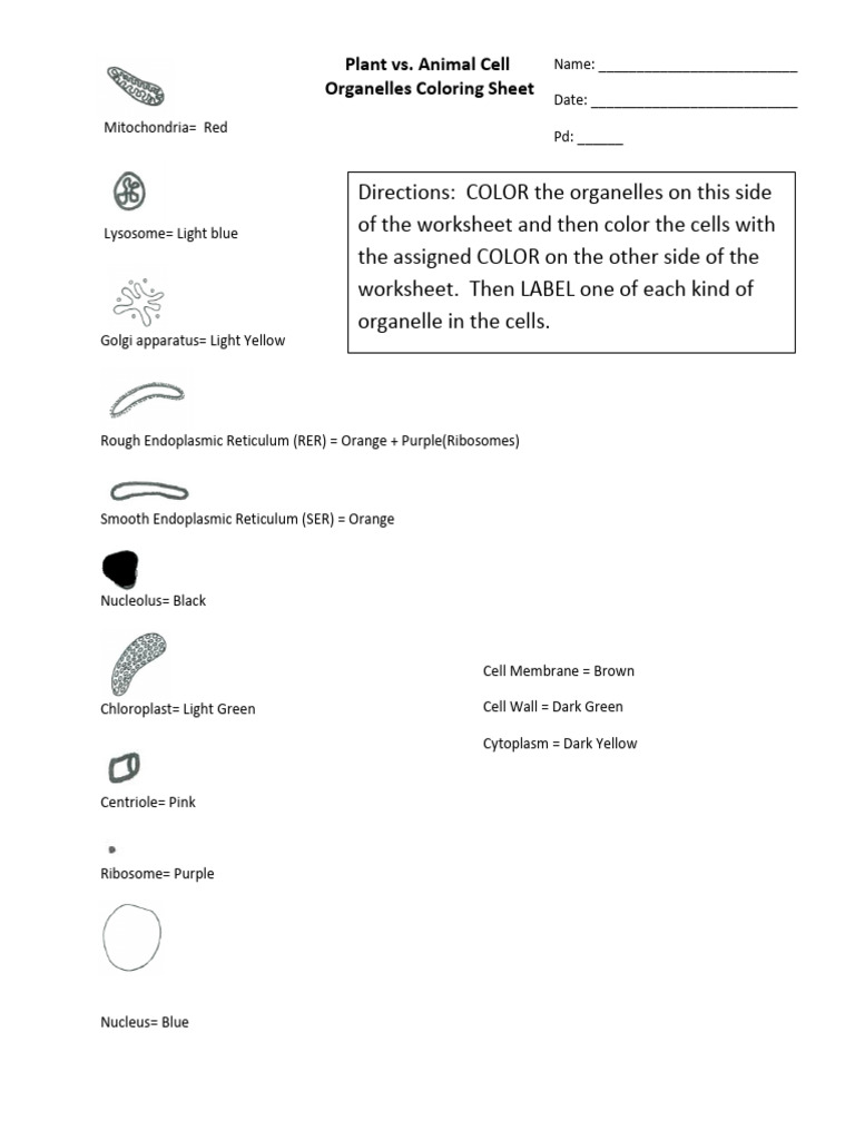 Plant Vs Animal Cell Colouring (Both) | PDF