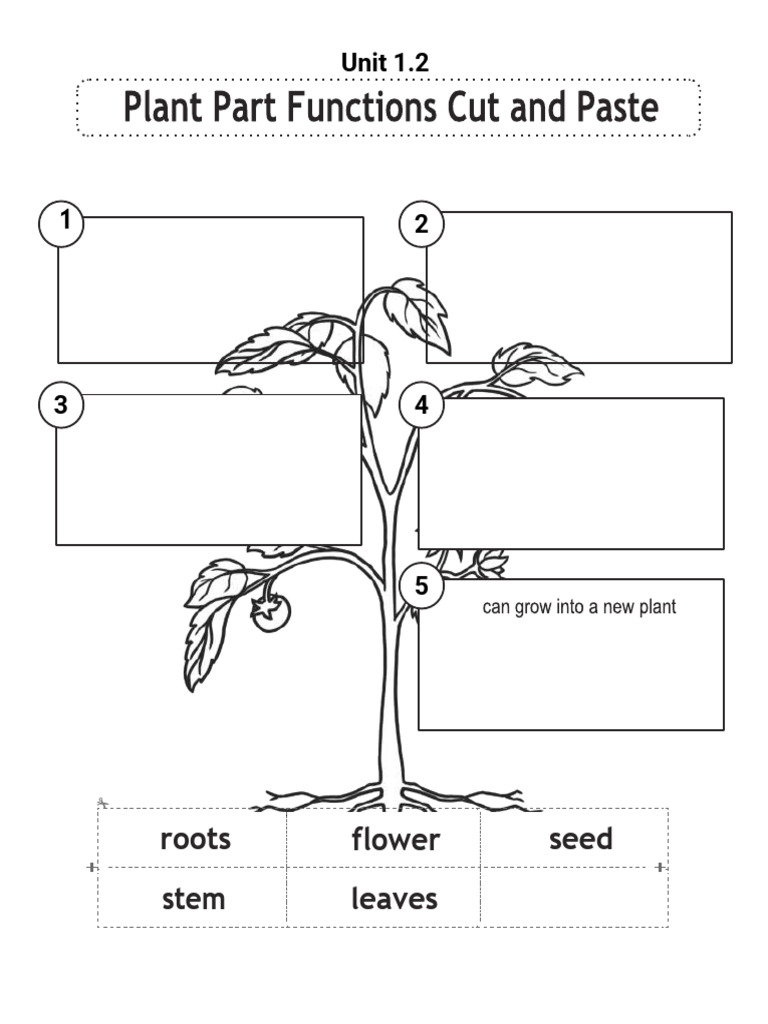 Gr2 - Unit 1.2 - Plant Parts Functions Cut and Paste | PDF