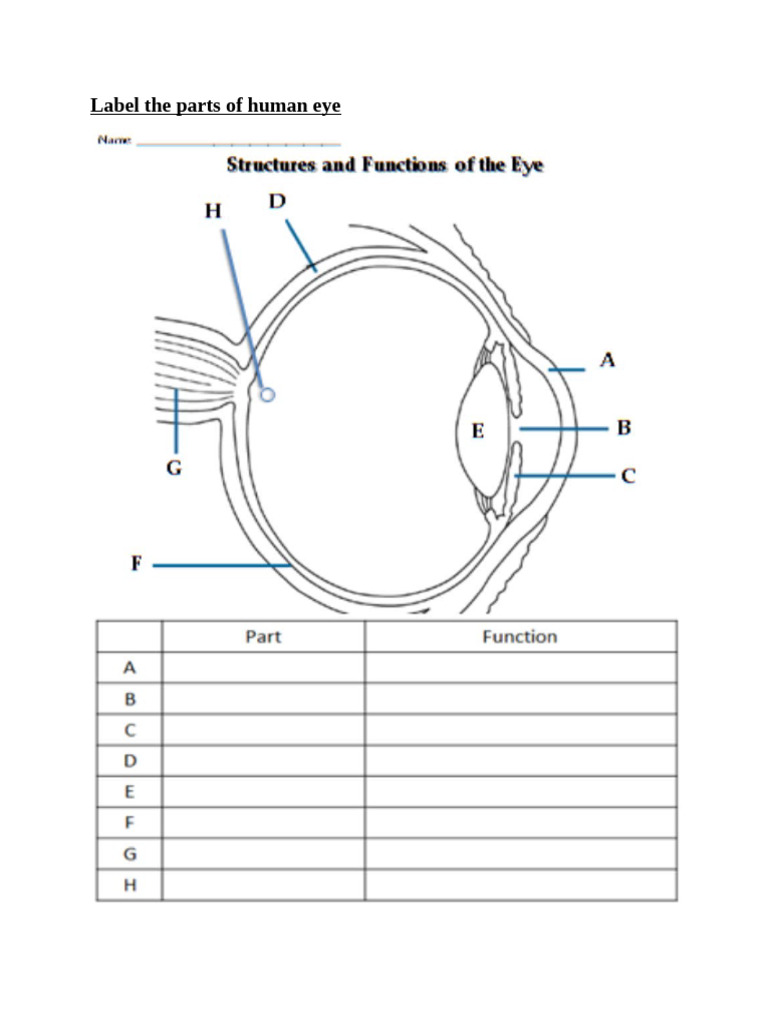 Label The Parts of Human Eye - Worksheet | PDF