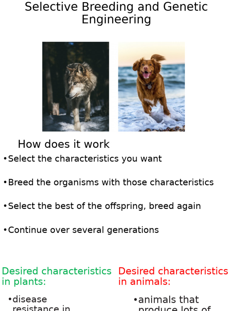 L9 - 10 - Selective Breeding and Genetic Engineering | PDF