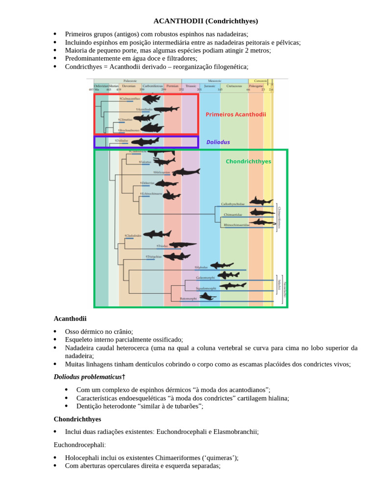 5 - Acanthodii (Condrichthyes) | PDF | Pescado | Ciencias sociales