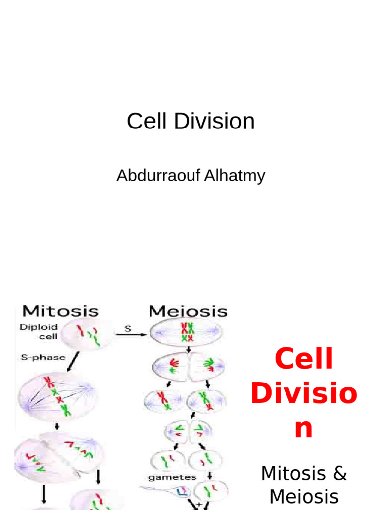 Cell Division Mitosis Meiosis | PDF