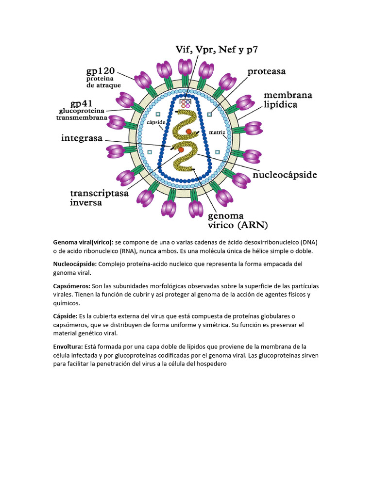 Partes Del Virus | PDF