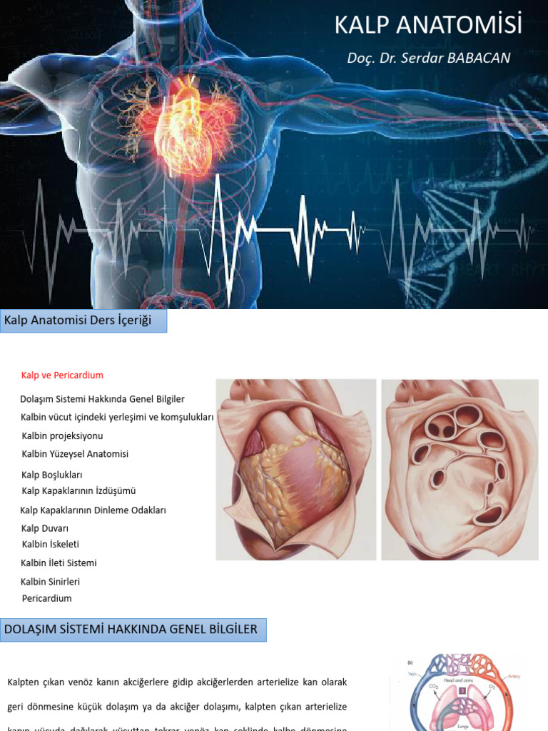 Kalp Anatomisi | PDF
