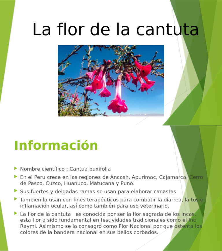 La Flor de La Cantuta | PDF