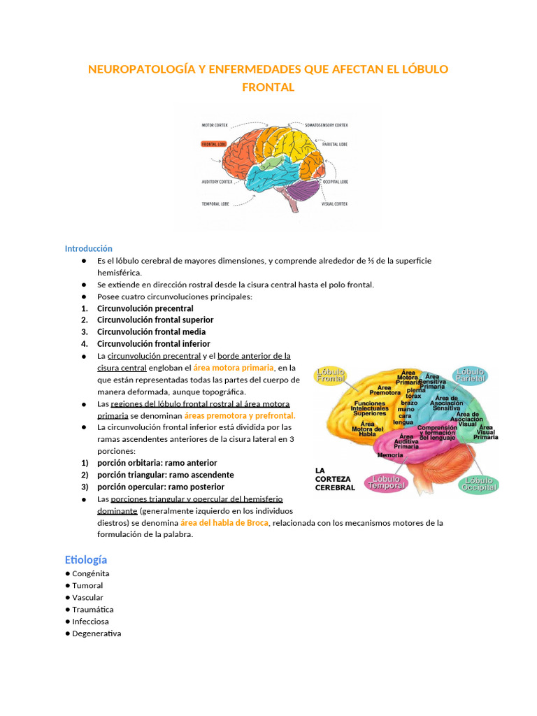 Enfermedades del Lóbulo Frontal: Causas y Síntomas | PDF | Sistema ...