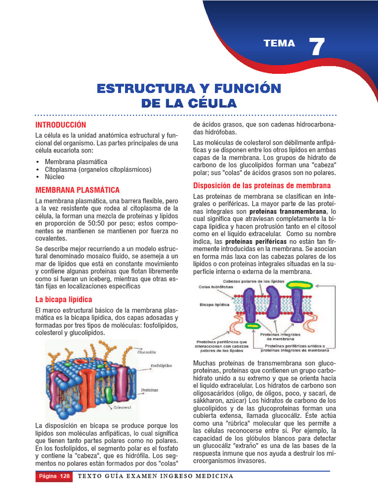 Estructura y Funcion de La Célula | PDF | Retículo endoplásmico ...