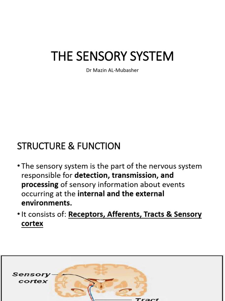 1 Lec Neurophysiology Receptor | PDF