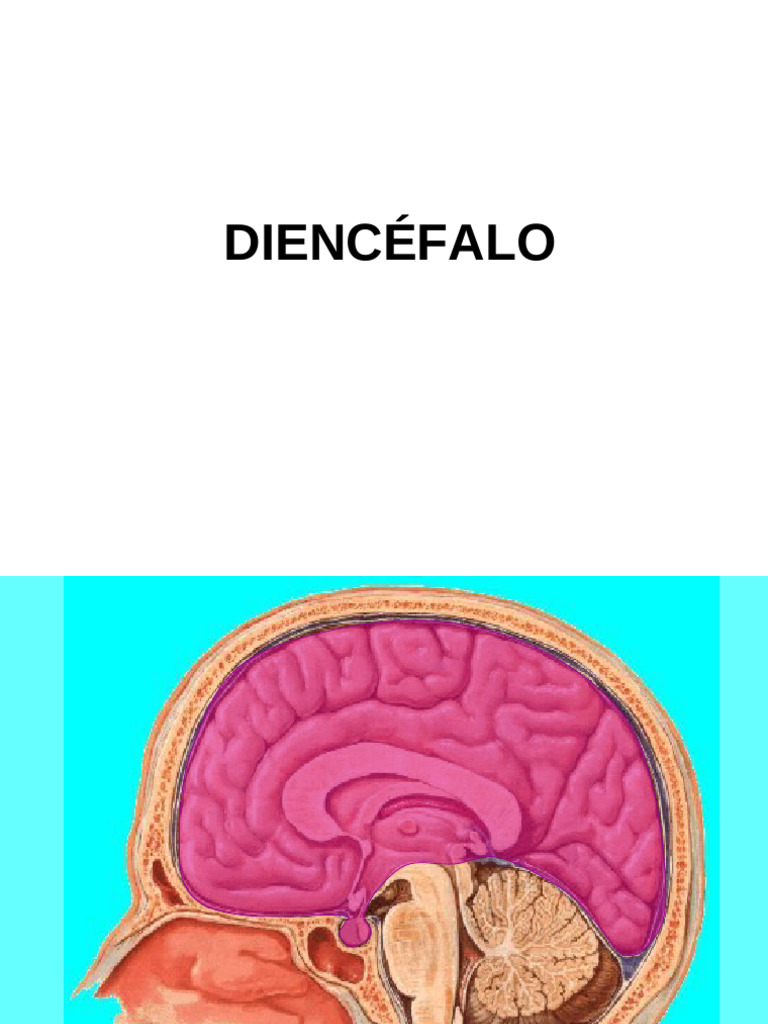 DIENCEFALO | PDF