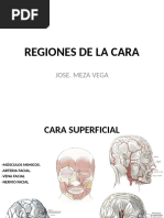 Anatomía de la región superciliar | PDF | Anatomía humana | Cabeza y ...