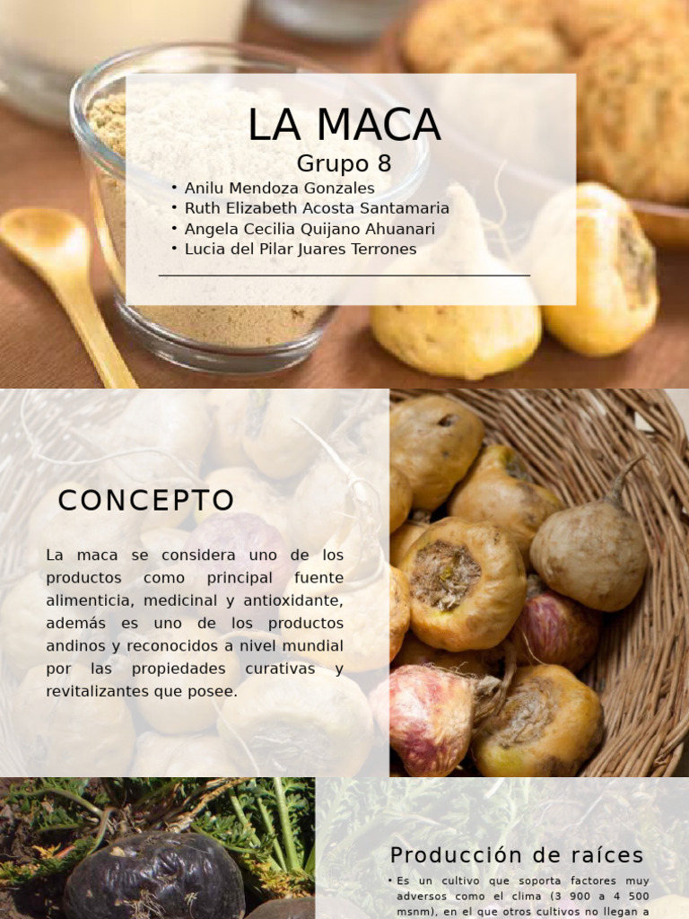 Presentacion de La Maca | PDF