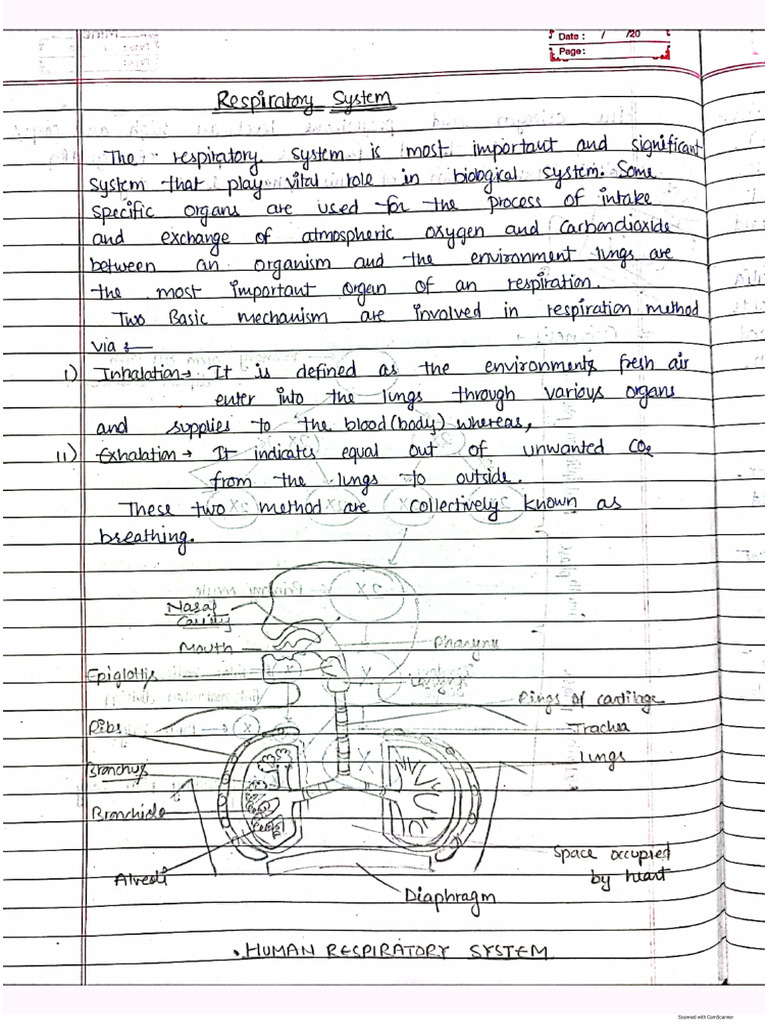 Respiratory System Unit 3 | PDF