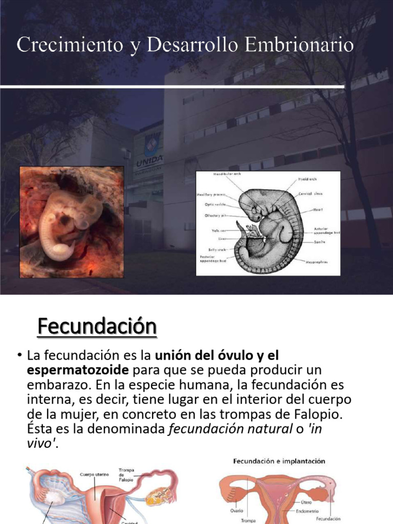 Fecundación | PDF