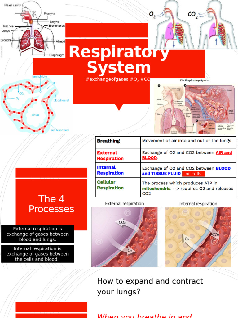 G8 Respiratory System | PDF