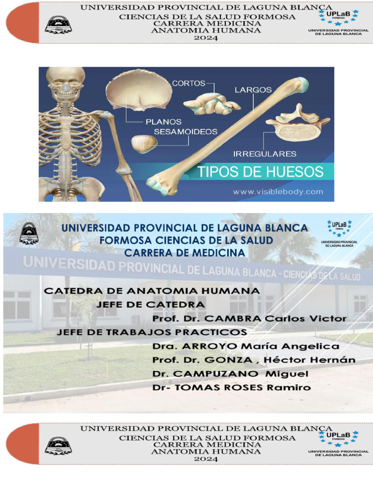 Unidad 2 - Esqueleto | PDF