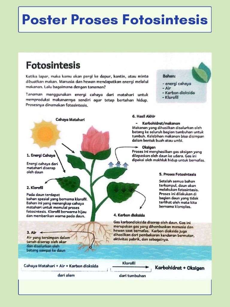 Poster Proses Fotosintesis | PDF