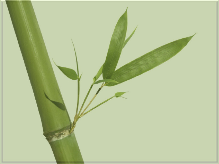 Background Bamboo | PDF