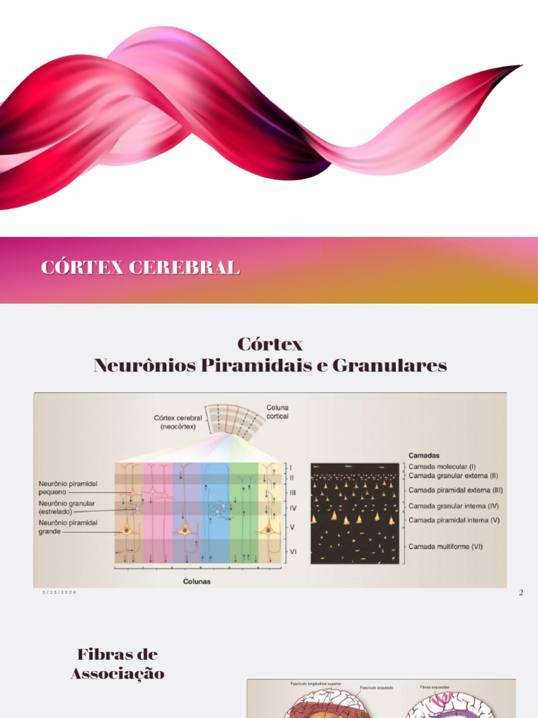 Cortex Cerebral | PDF