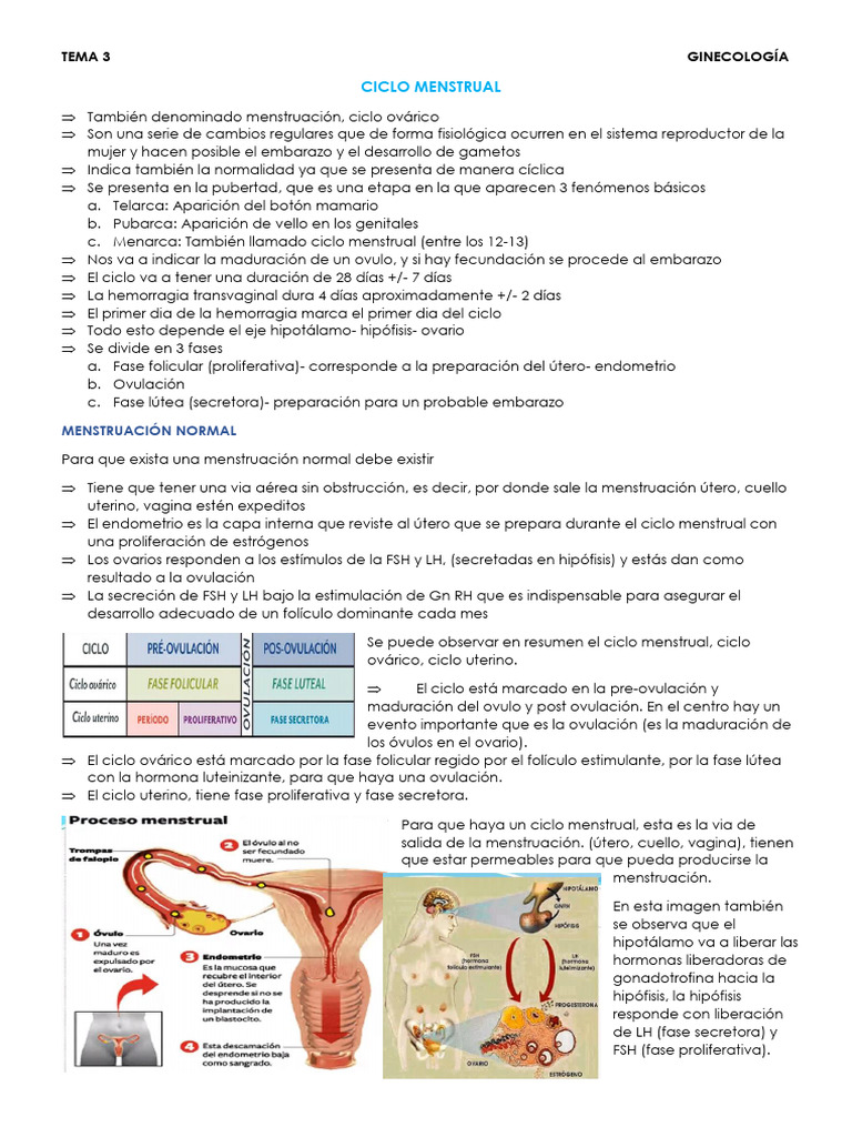 TEMA 3 - Gineco 1 - Ciclo Menstrual | PDF