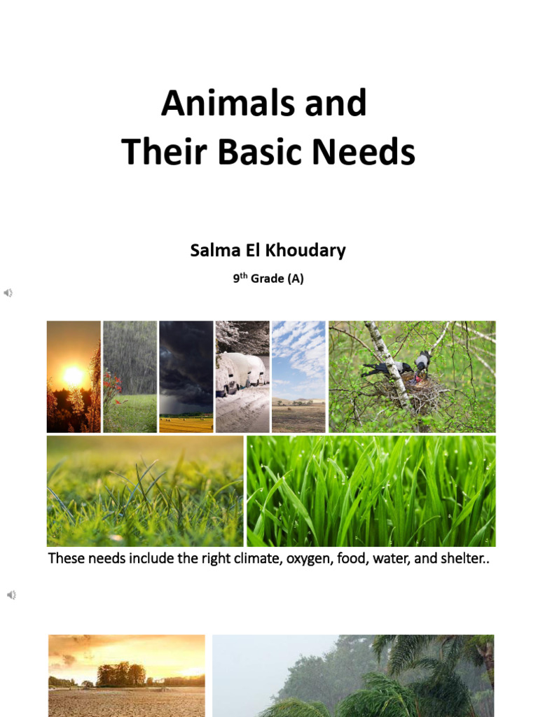 Animals' Basic Needs for Survival | PDF | Desert | Home & Garden