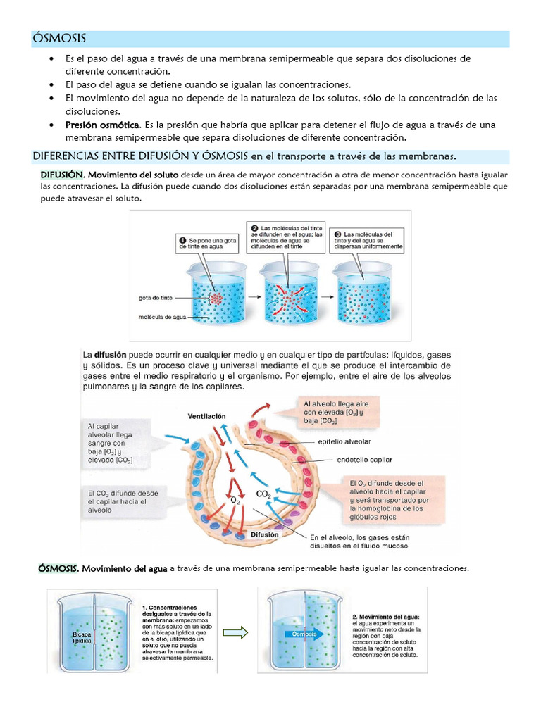 6 Ósmosis | PDF | Ósmosis | Biología Celular