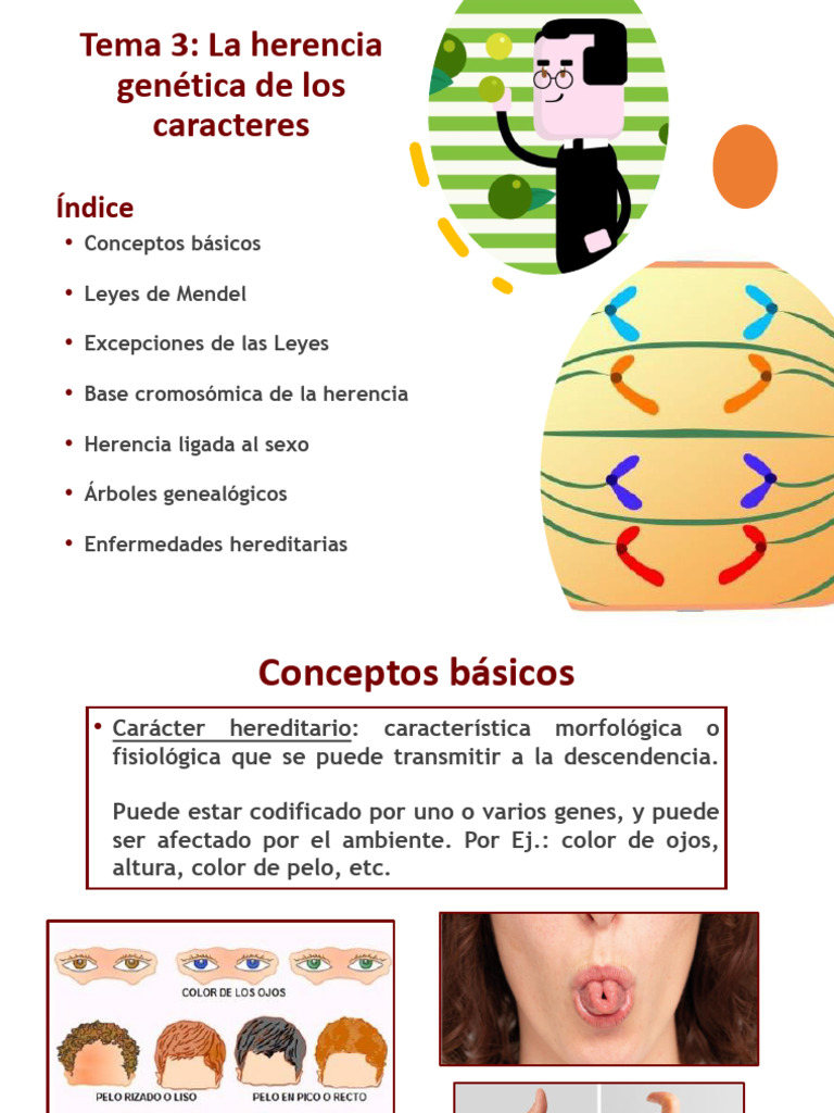 Genética Mendeliana 1 (Conceptos Básicos y Leyes de Mendel) | PDF ...