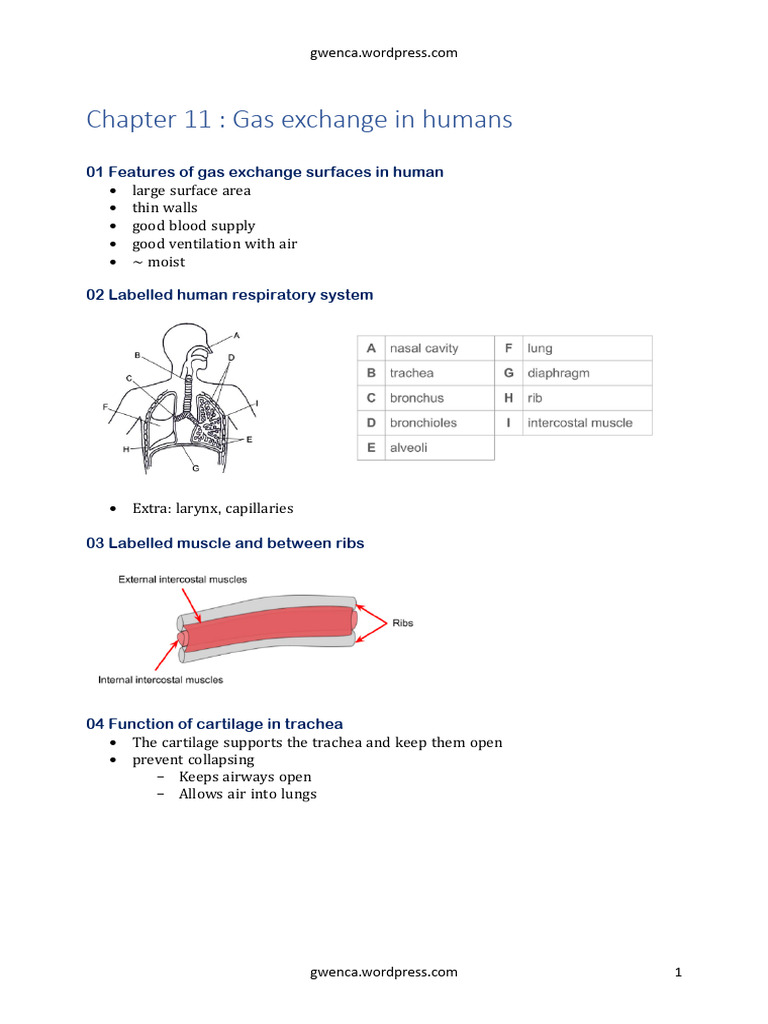 11 Gas Exchange in Humans | PDF