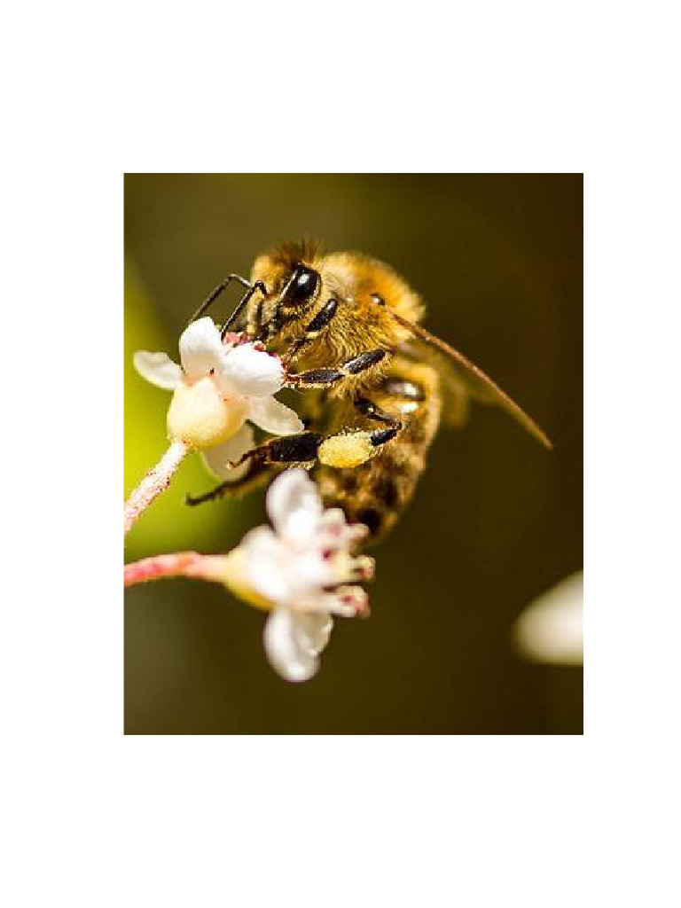 Abeja | PDF