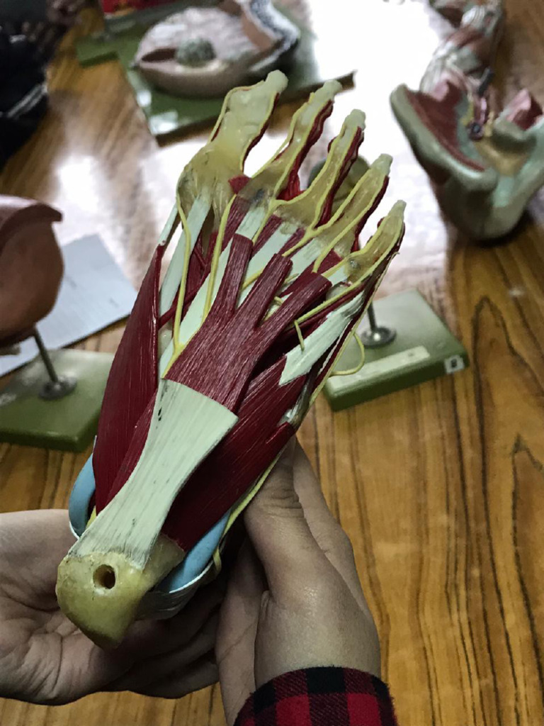 Lower Limb Models Mbbs | PDF