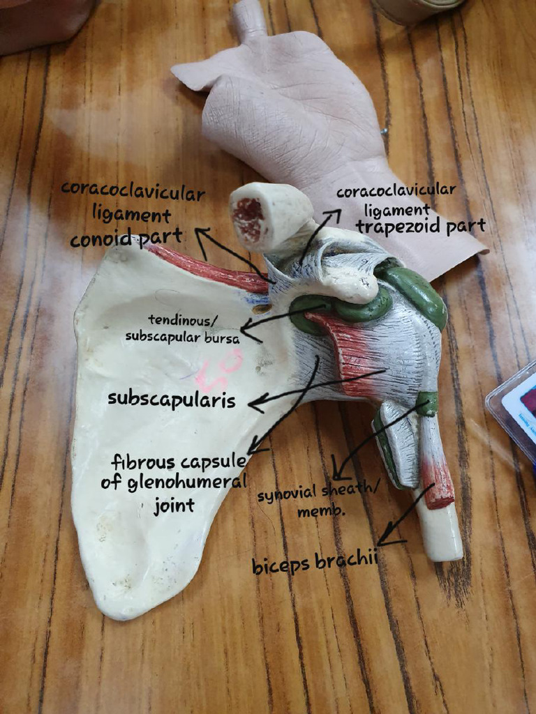 Upper Limb Models 2 | PDF