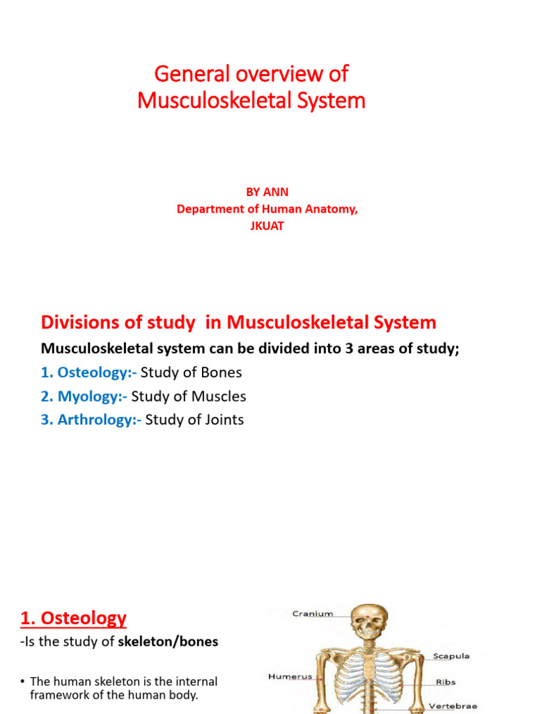 General Anatomy Osteology | PDF